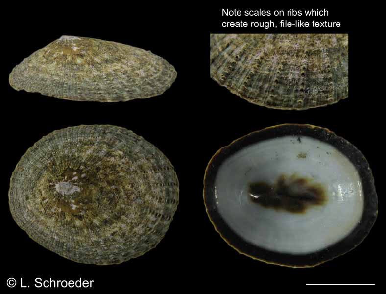 Gastropods - Acmaeidae, Lepetidae, Lottiidae, Siphonariidae, Trimusculidae